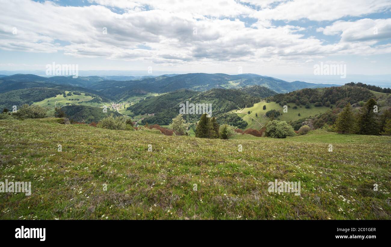 landscape in the black forest in germany at belchen which is 1414m high ...
