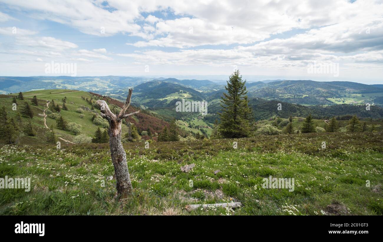 landscape in the black forest in germany at belchen which is 1414m high ...