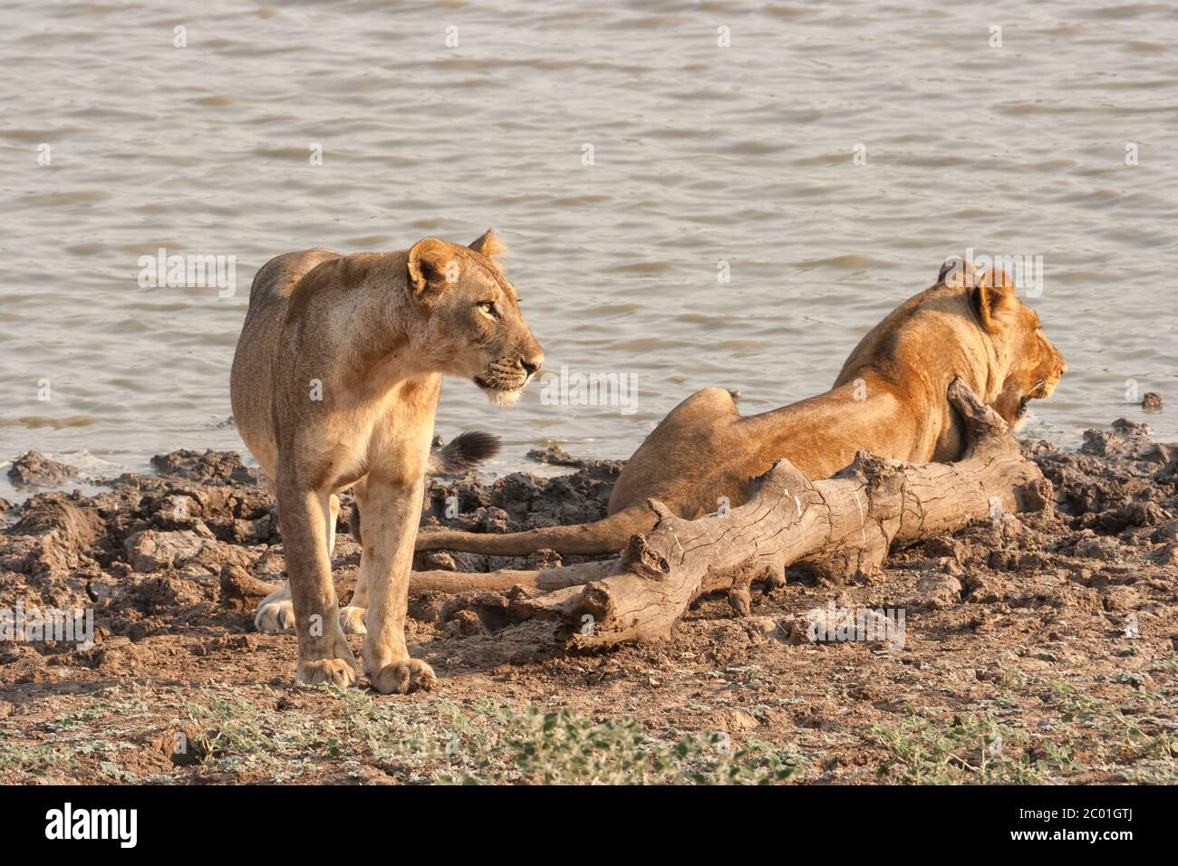 African animal friends hi-res stock photography and images - Alamy