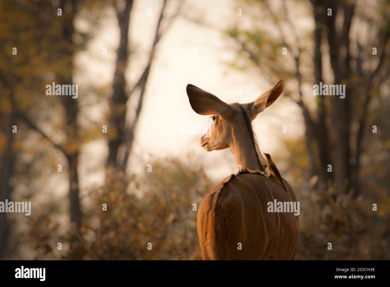 impala with a new friend, little bird on the back, in zambia Stock ...