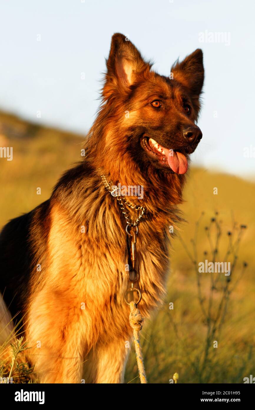 German shepherd sunrise hi-res stock photography and images - Alamy