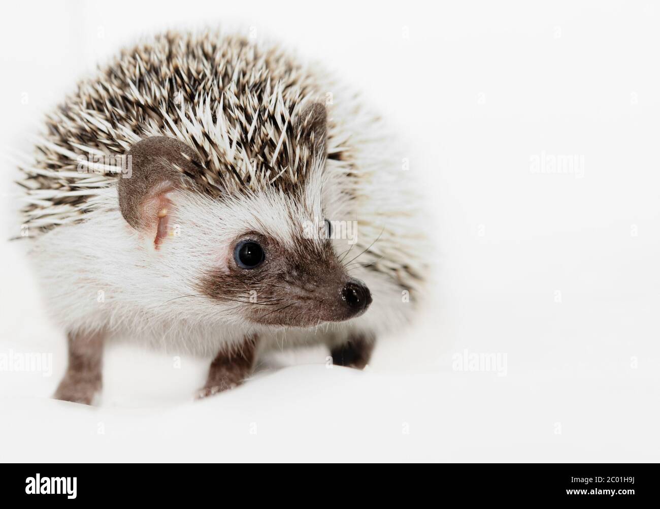 A cute little hedgehog - ( African white- bellied hedgehog Stock Photo ...