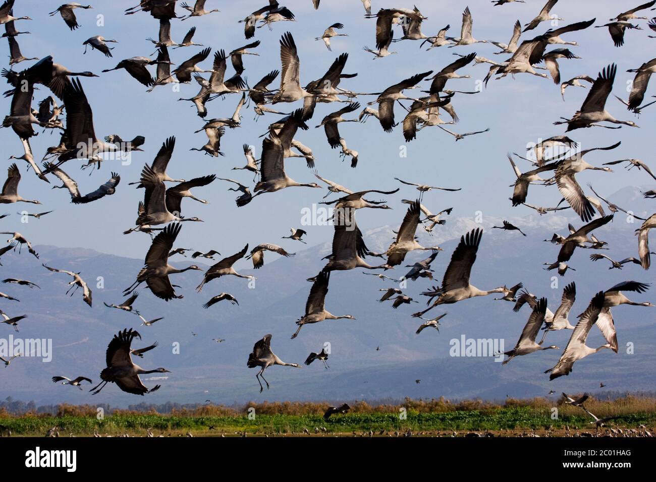 Common cranes grus grus lake hi-res stock photography and images - Alamy