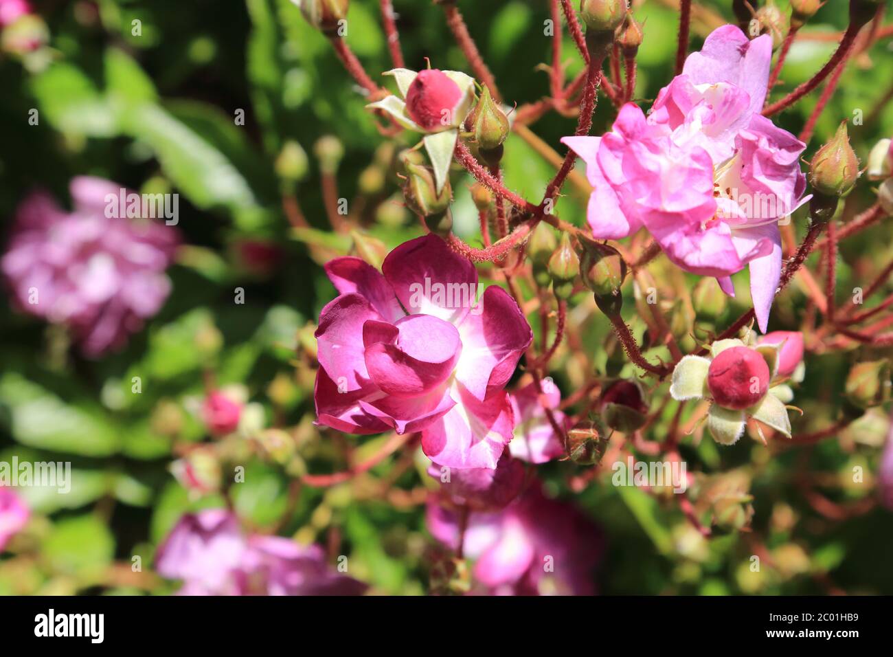 Pink roses growing in a garden in Kent, England Stock Photo - Alamy