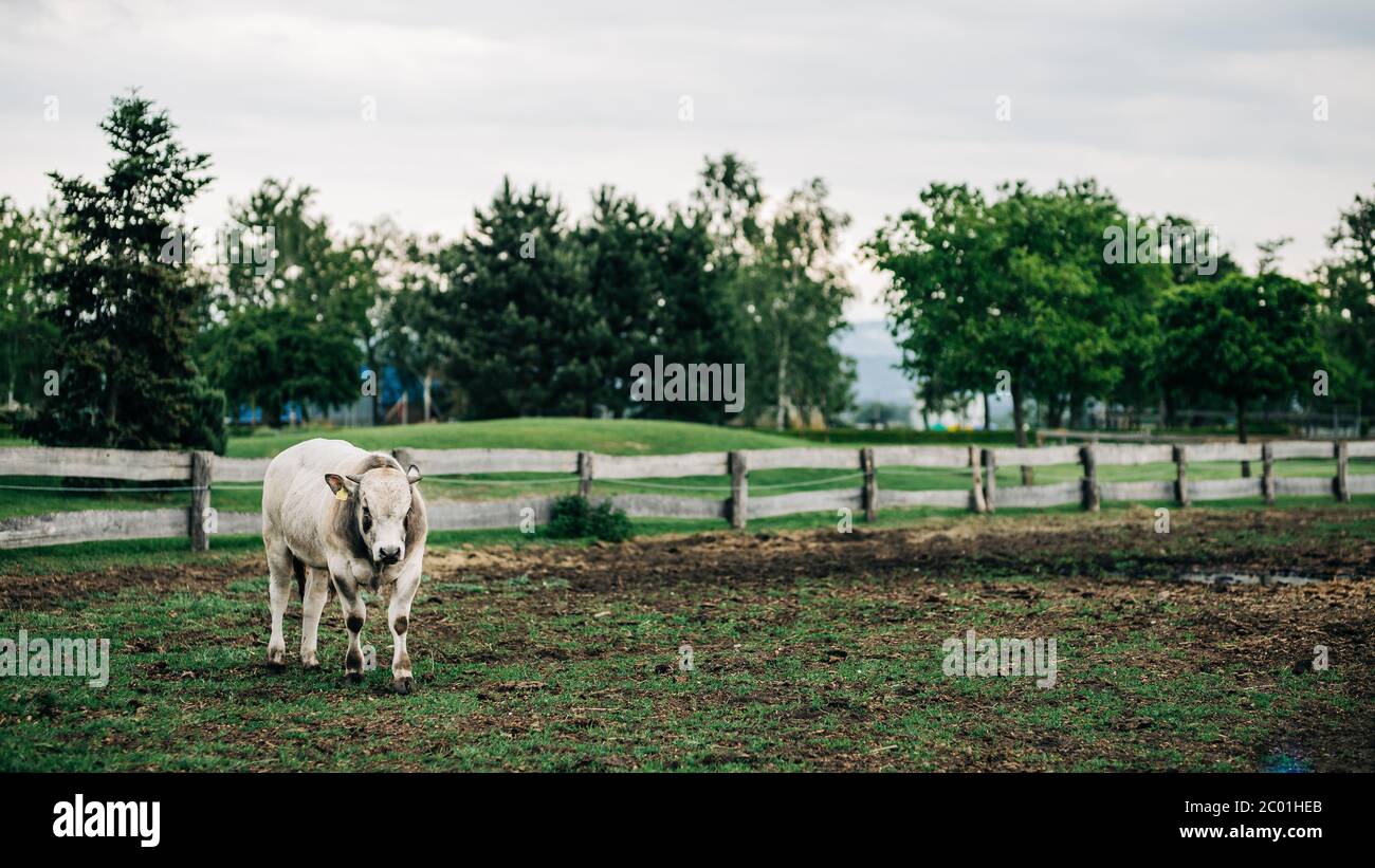 breed of Argentine bull reared for meat Stock Photo - Alamy