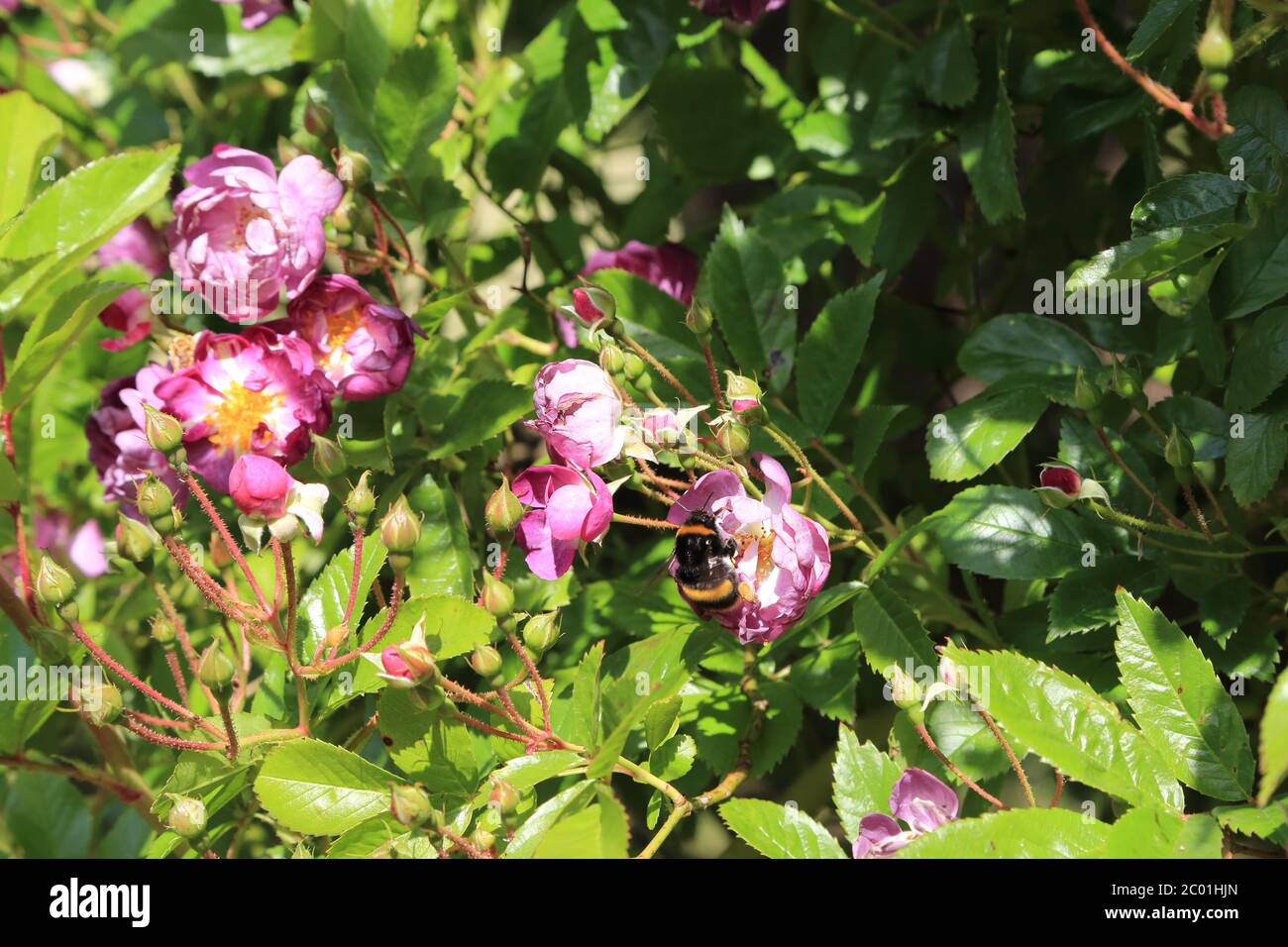 Pink roses growing in a garden in Kent, England Stock Photo - Alamy