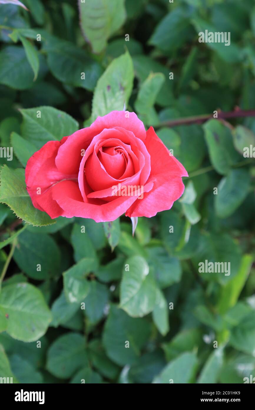Pink roses growing in a garden in Kent, England Stock Photo - Alamy