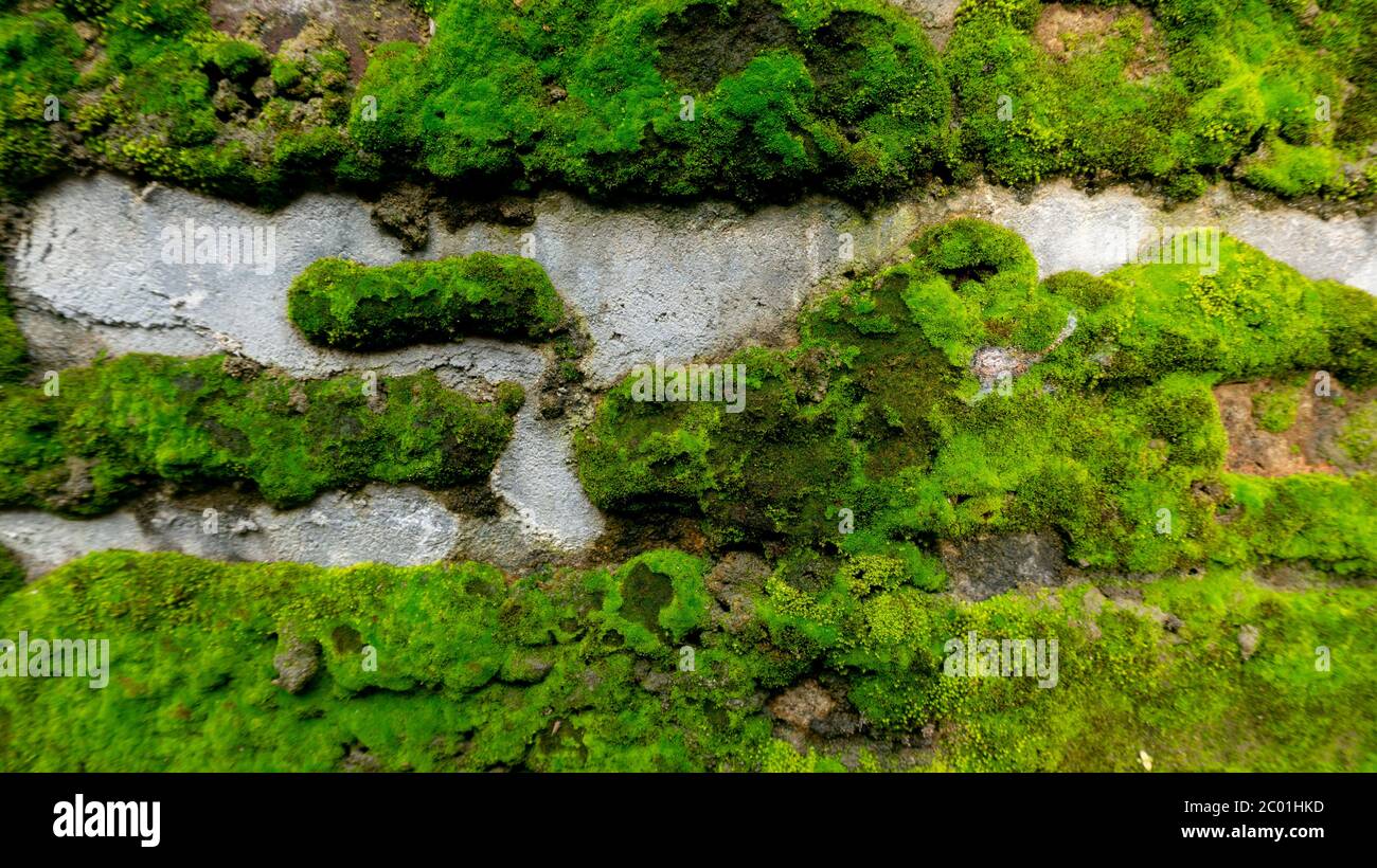 Green moss that grows on the walls during the rainy season, the picture ...