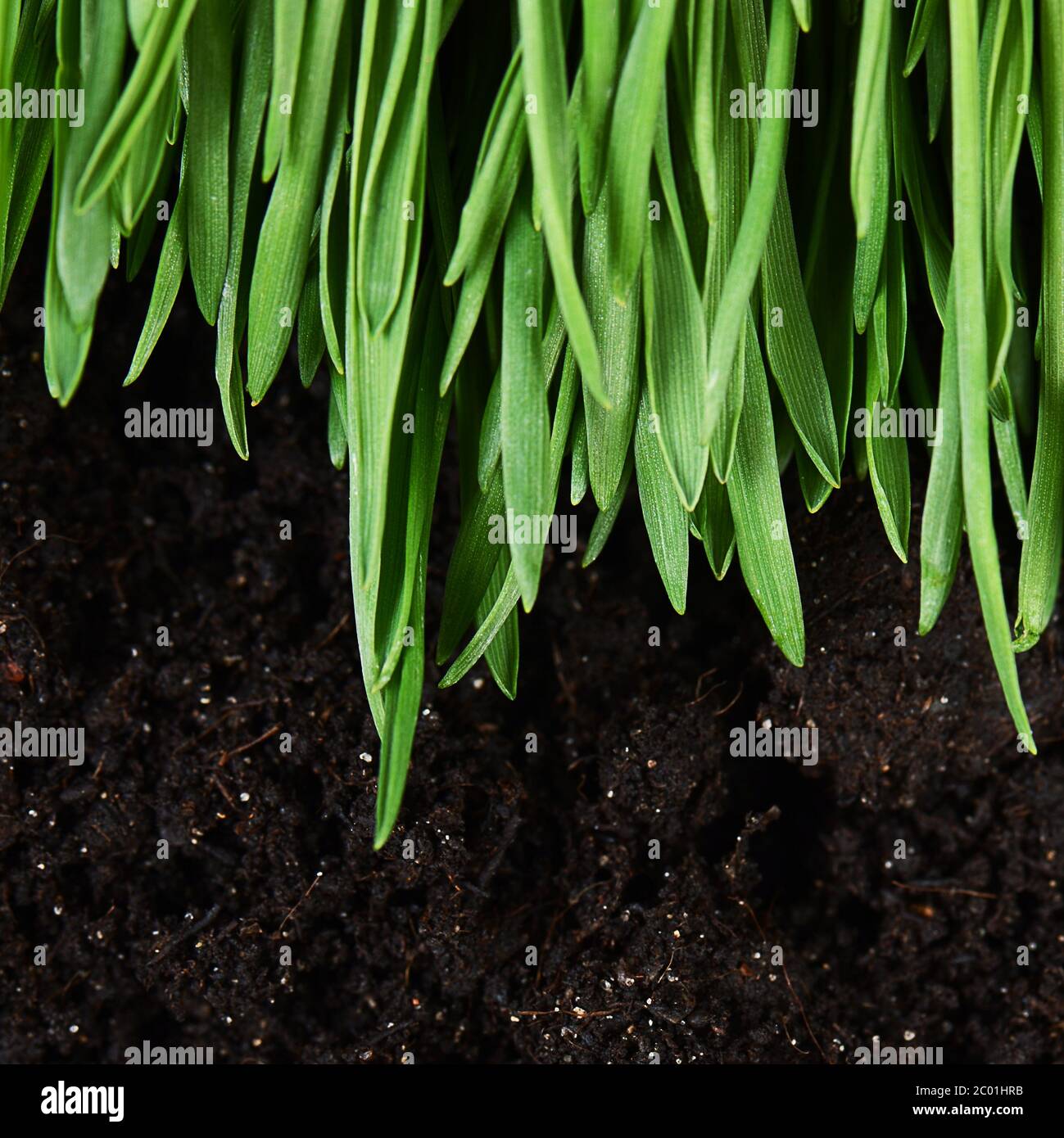 Green grass with a ground Stock Photo - Alamy