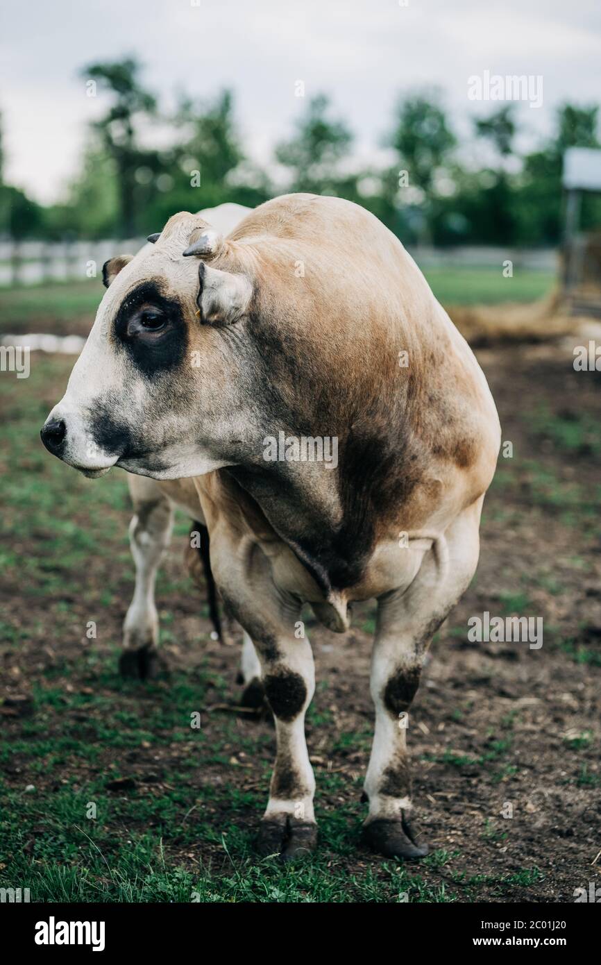 breed of Argentine bull reared for meat Stock Photo - Alamy