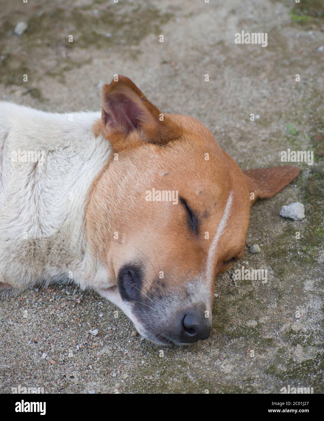The dog is a member of the genus Canis Stock Photo - Alamy