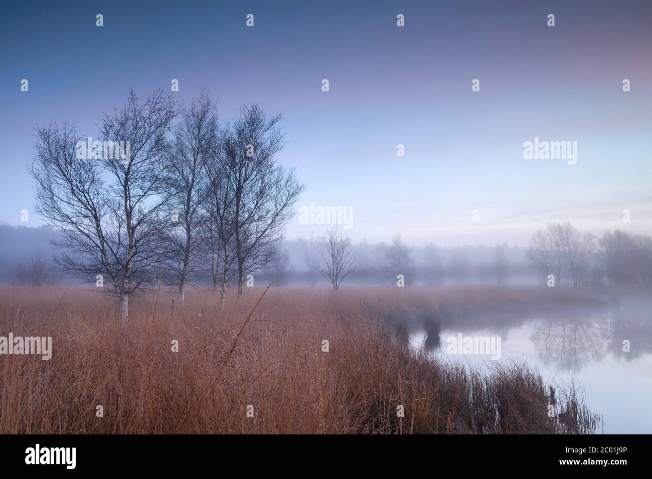 misty morning over swamp Stock Photo - Alamy
