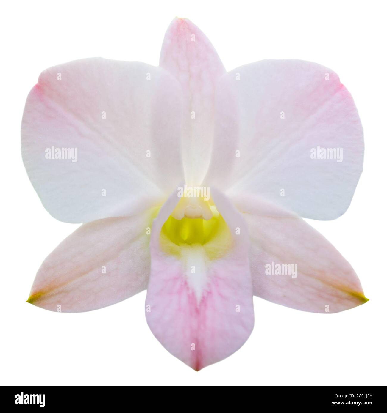 One white orchid flower Cut Out Stock Images & Pictures - Alamy
