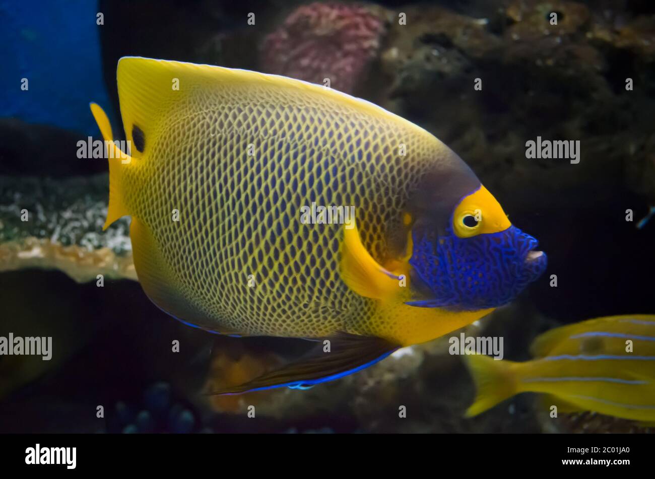 Angel fish hi-res stock photography and images - Alamy