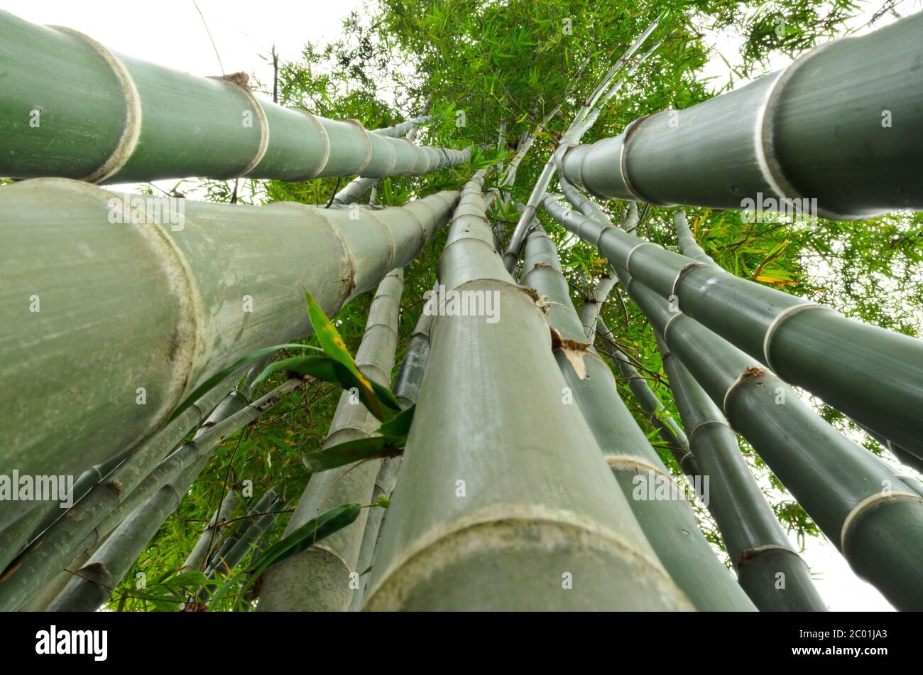 Ant in the woods hi-res stock photography and images - Alamy