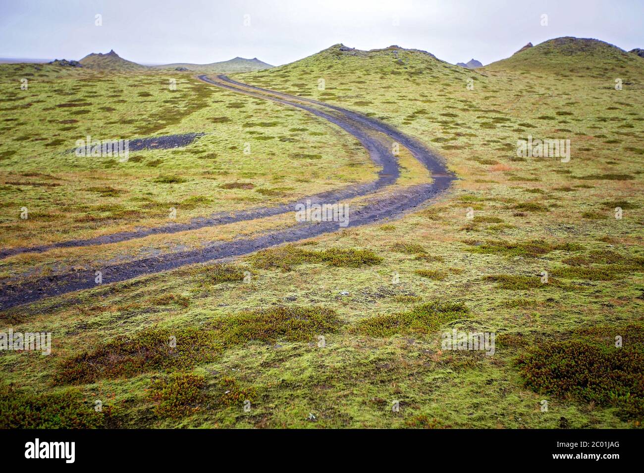 Wooly moss hi-res stock photography and images - Alamy