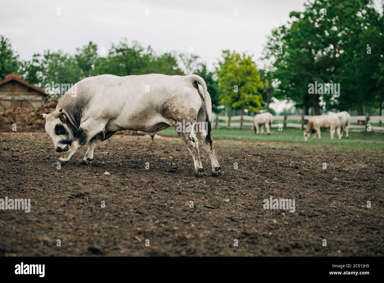 breed of Argentine bull reared for meat Stock Photo - Alamy