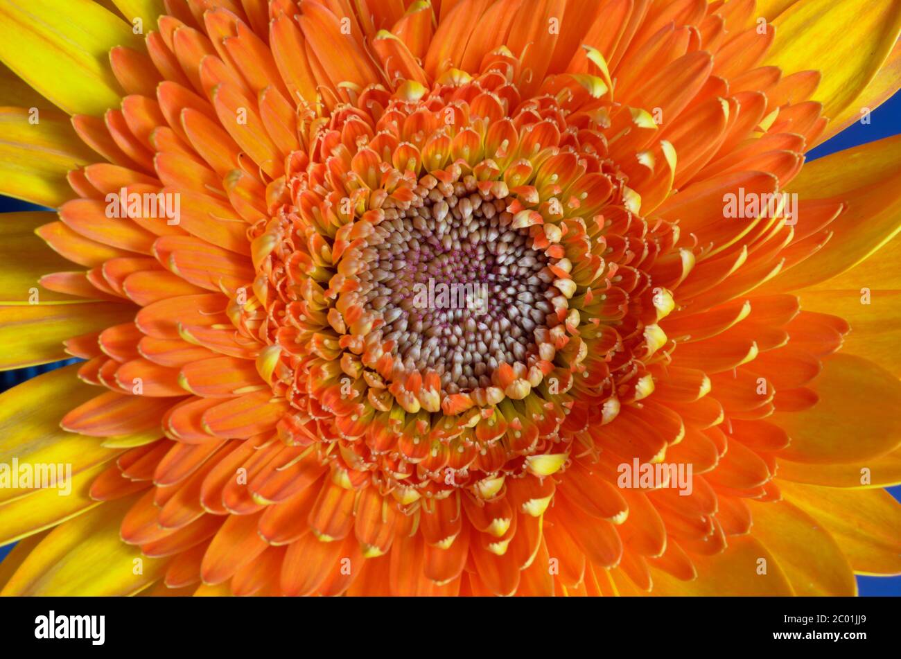 Orange gerbera flower Stock Photo - Alamy