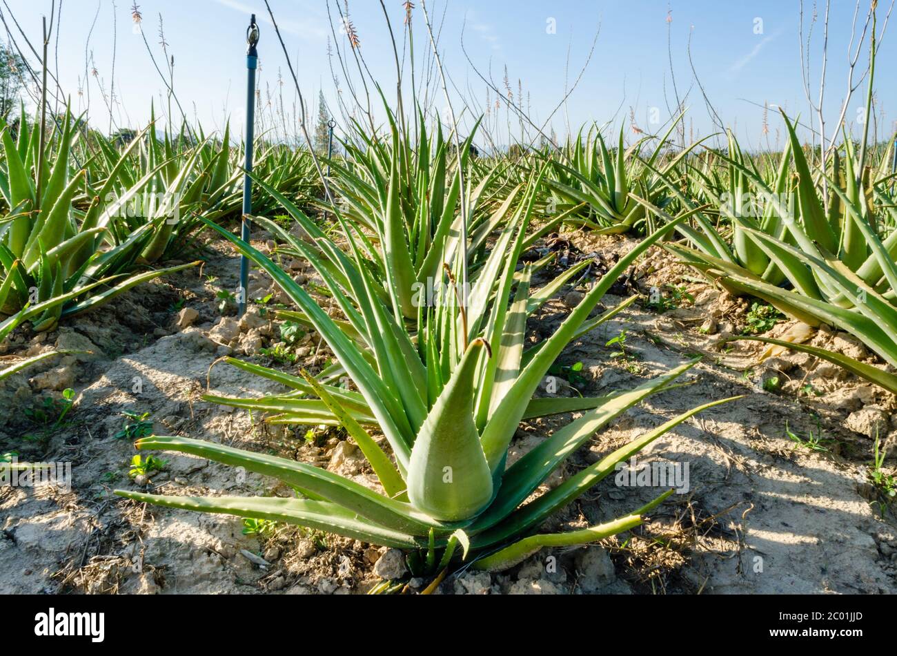 Crop of aloe vera plants Stock Photo - Alamy