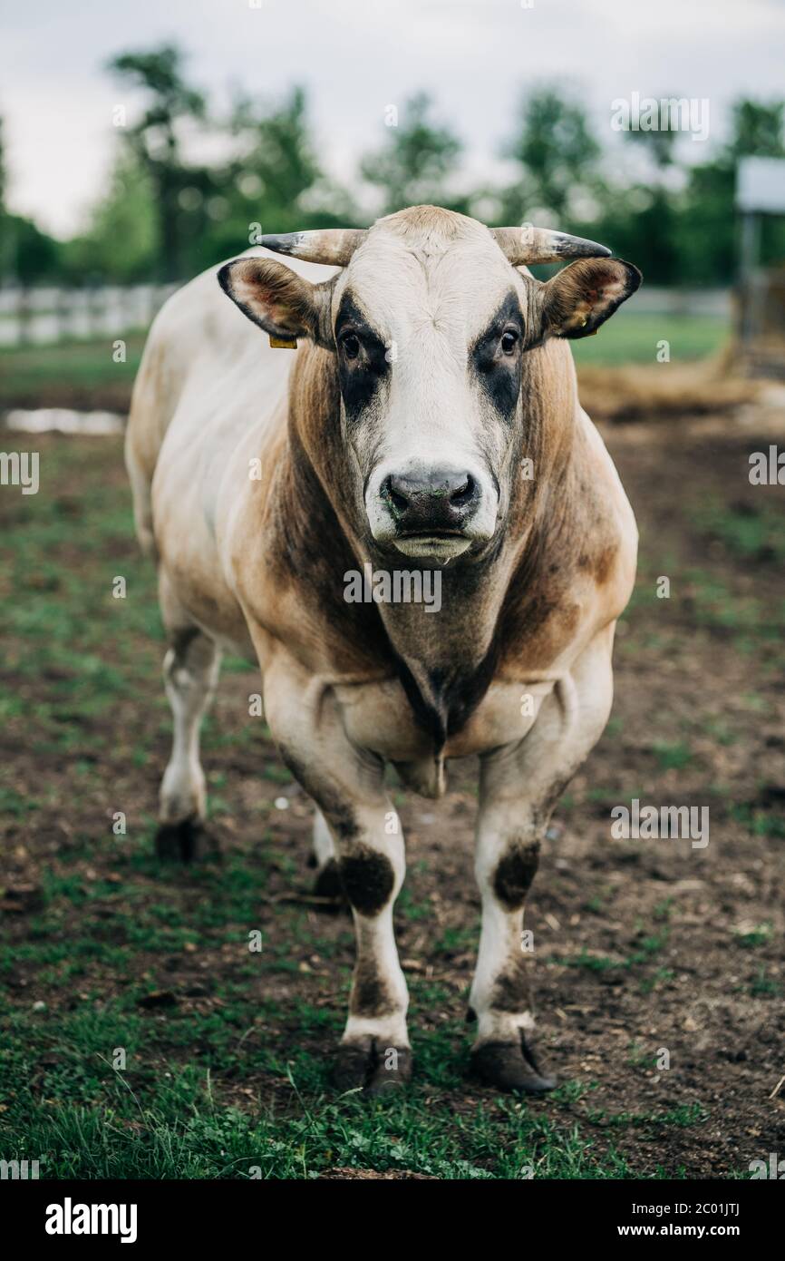 breed of Argentine bull reared for meat Stock Photo - Alamy