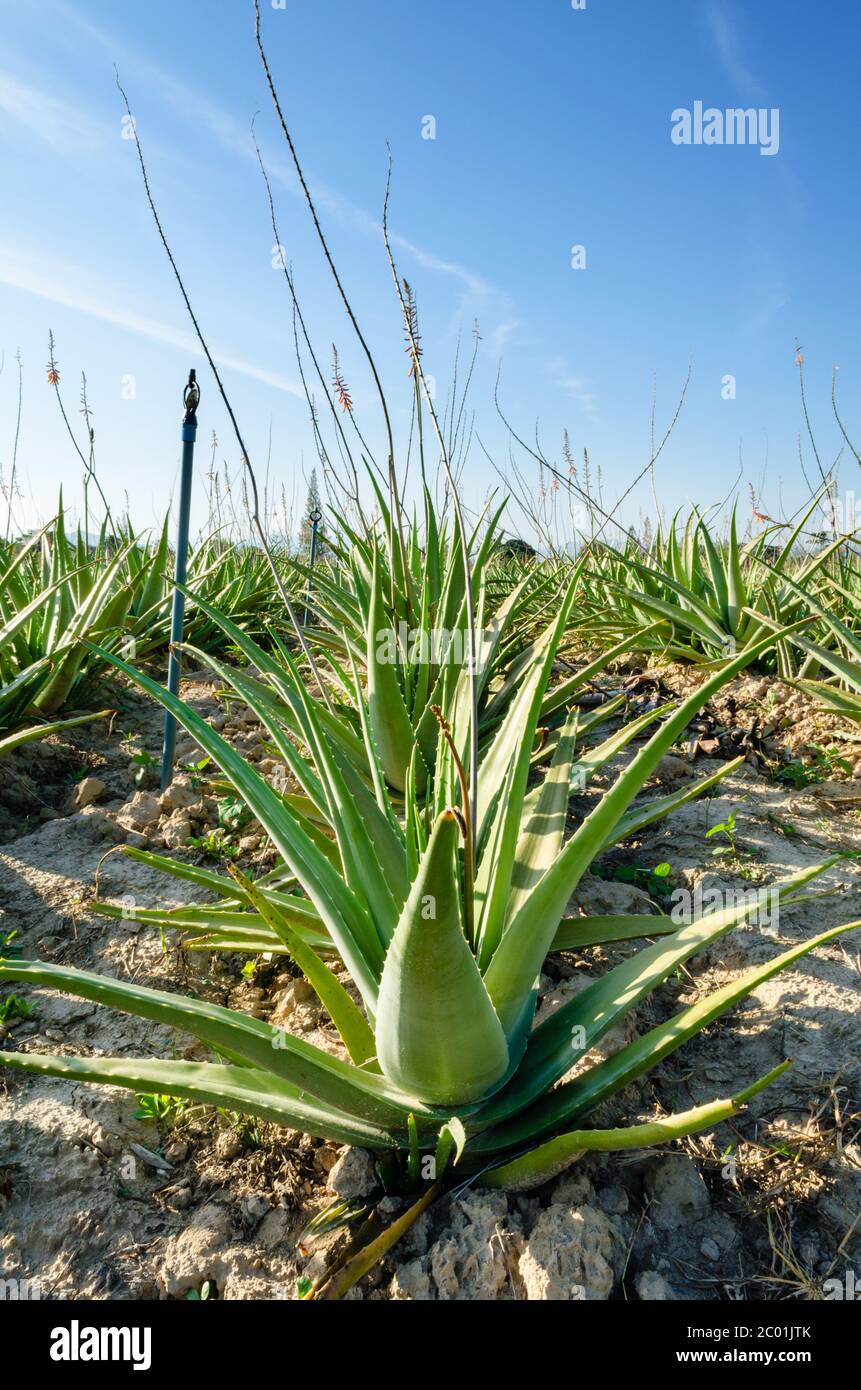Crop of aloe vera plants Stock Photo - Alamy