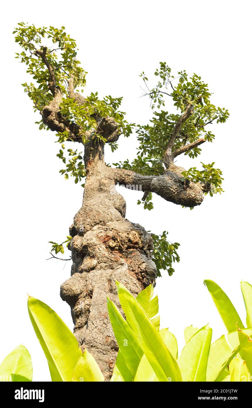 Exotic tree isolated on white Stock Photo - Alamy
