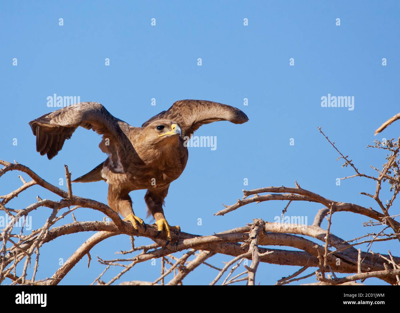 Steppe Eagle (Aquila nipalensis Stock Photo - Alamy