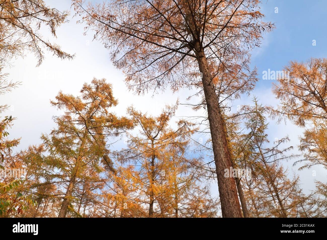 Trees larch hi-res stock photography and images - Alamy