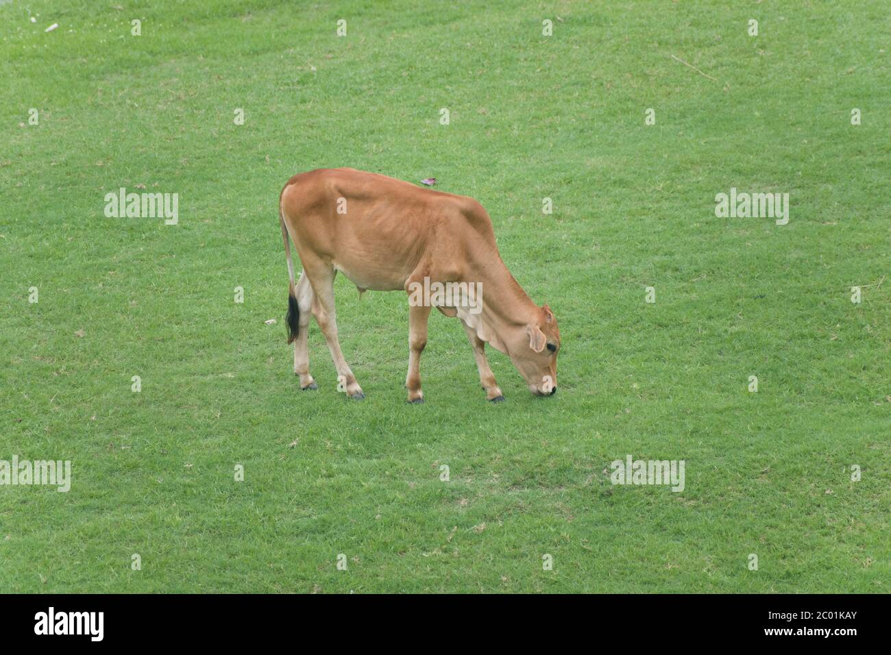 Cattle, or cows (female) and bulls (male), are the most common type of ...