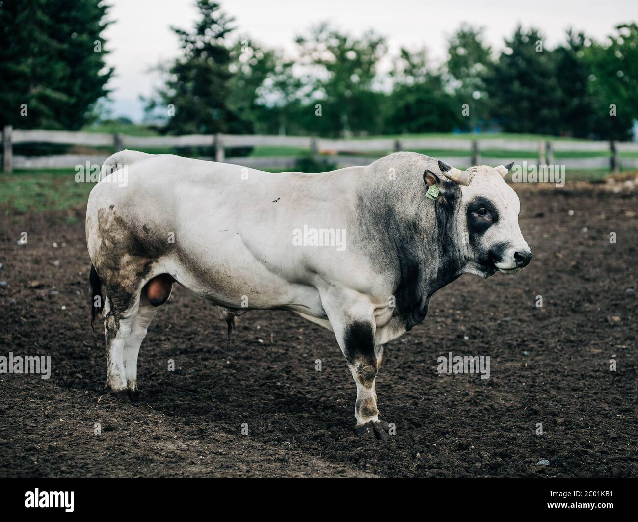 breed of Argentine bull reared for meat Stock Photo - Alamy