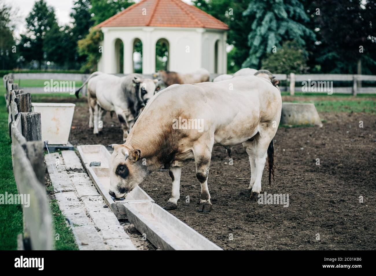 breed of Argentine bull reared for meat Stock Photo - Alamy