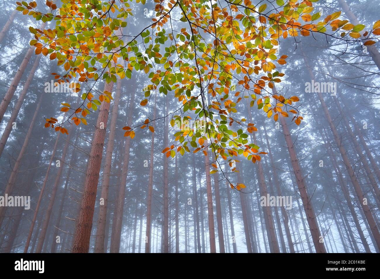 Silent misty forest hi-res stock photography and images - Alamy