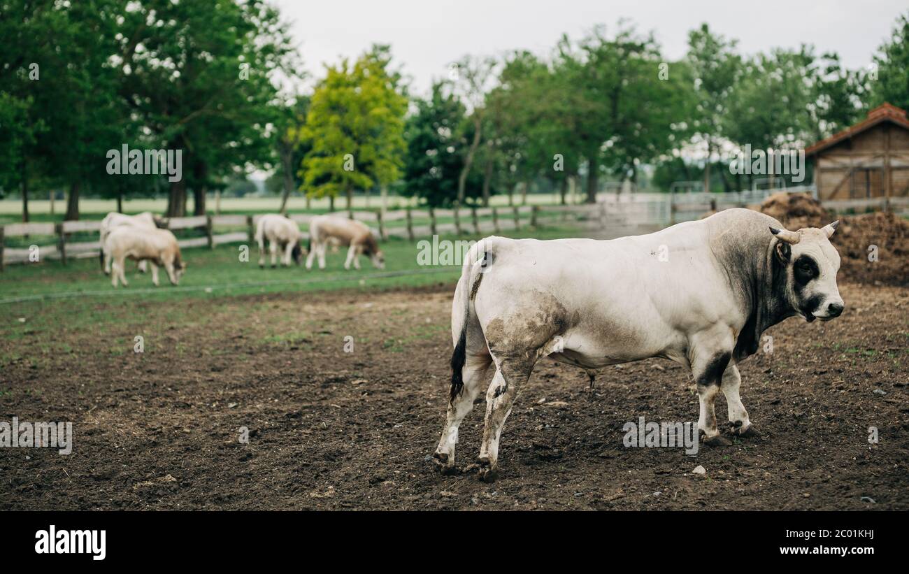 breed of Argentine bull reared for meat Stock Photo - Alamy