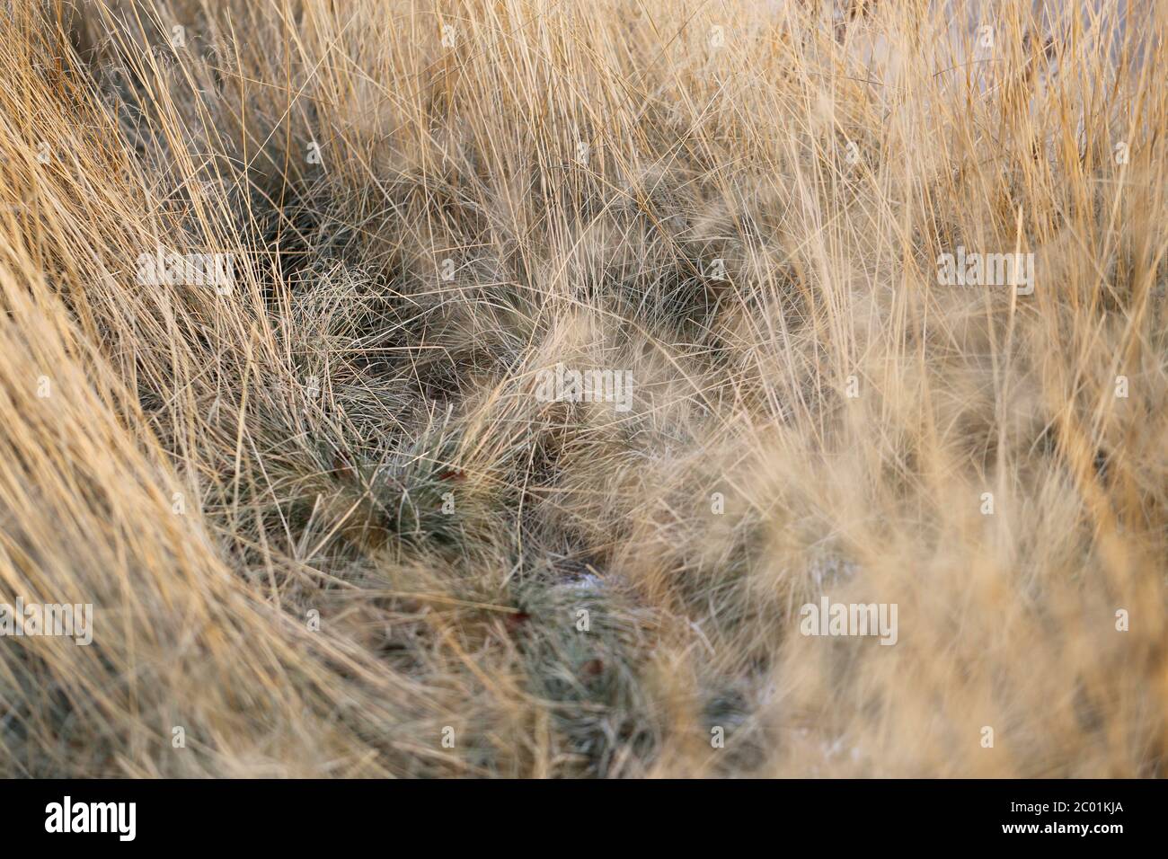 Brown dying grass hi-res stock photography and images - Alamy
