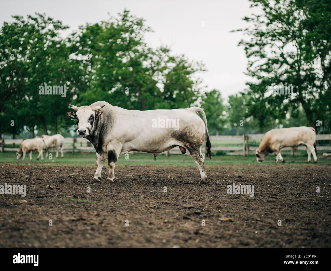 breed of Argentine bull reared for meat Stock Photo - Alamy
