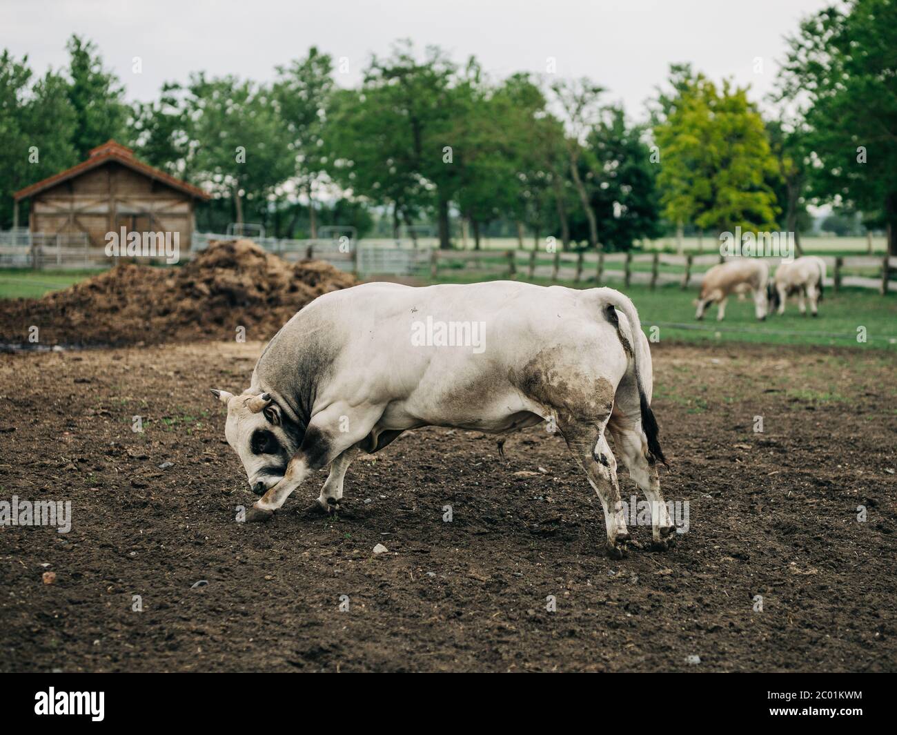breed of Argentine bull reared for meat Stock Photo - Alamy