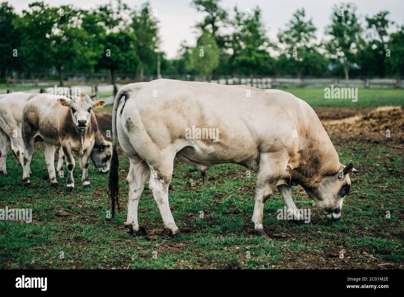 breed of Argentine bull reared for meat Stock Photo - Alamy