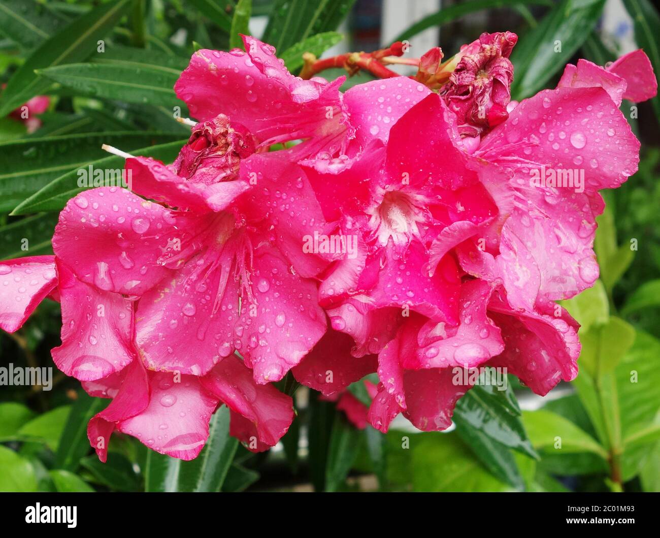 Indian hibiscus hi-res stock photography and images - Alamy