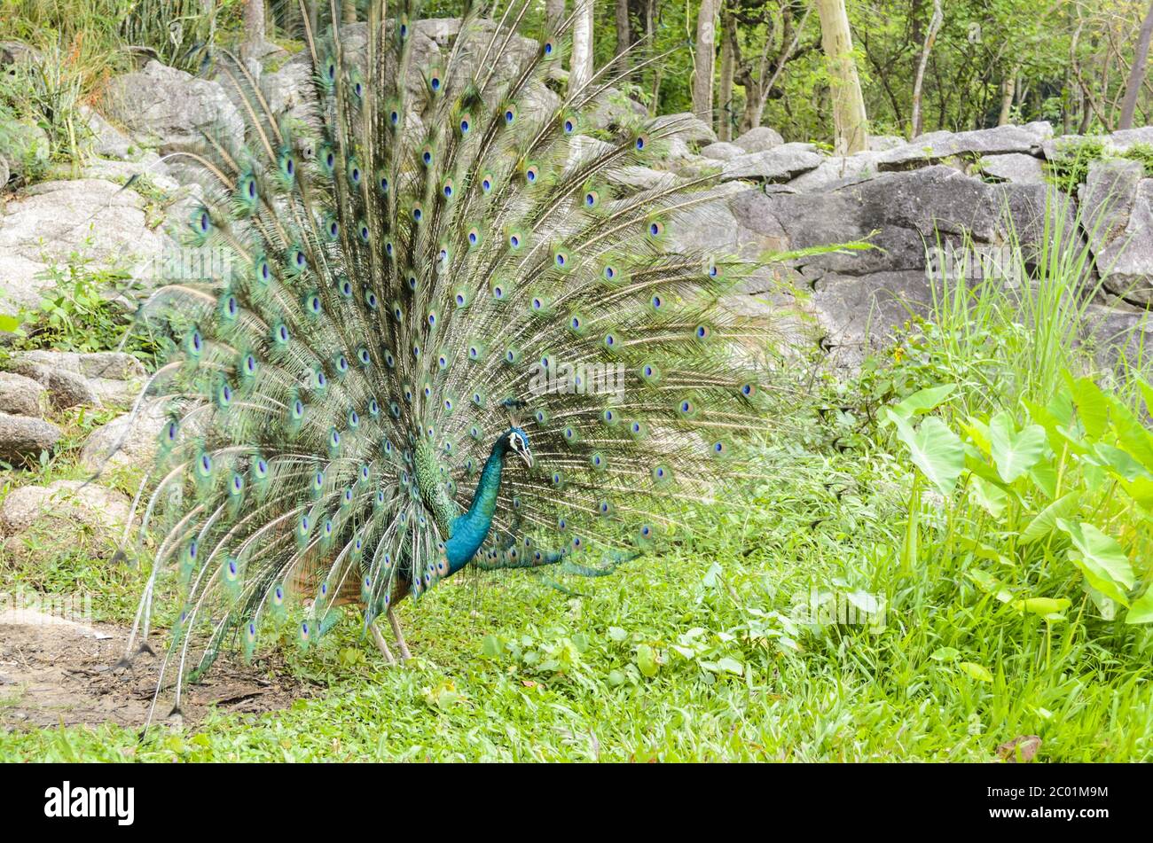 Male peacock display Stock Photo - Alamy