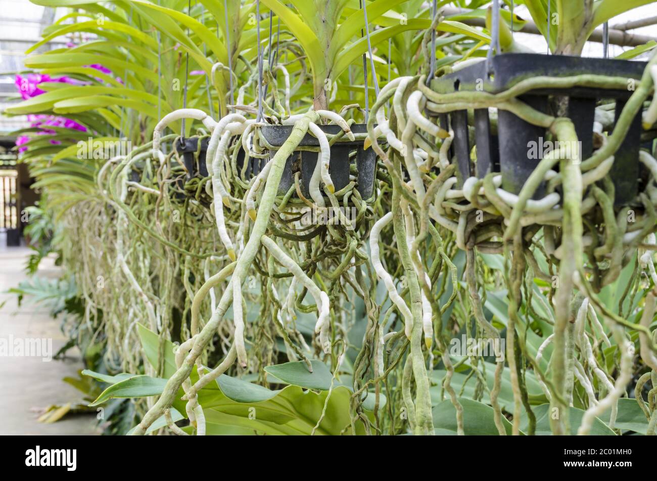 Orchid roots hi-res stock photography and images - Alamy