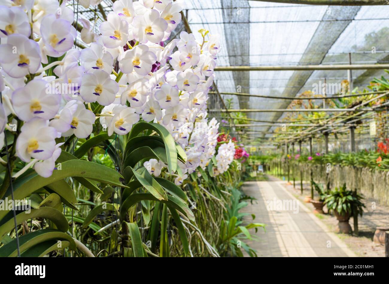 Orchid farm hi-res stock photography and images - Alamy