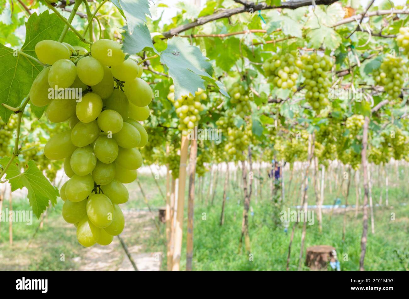 Green vineyards hi-res stock photography and images - Alamy