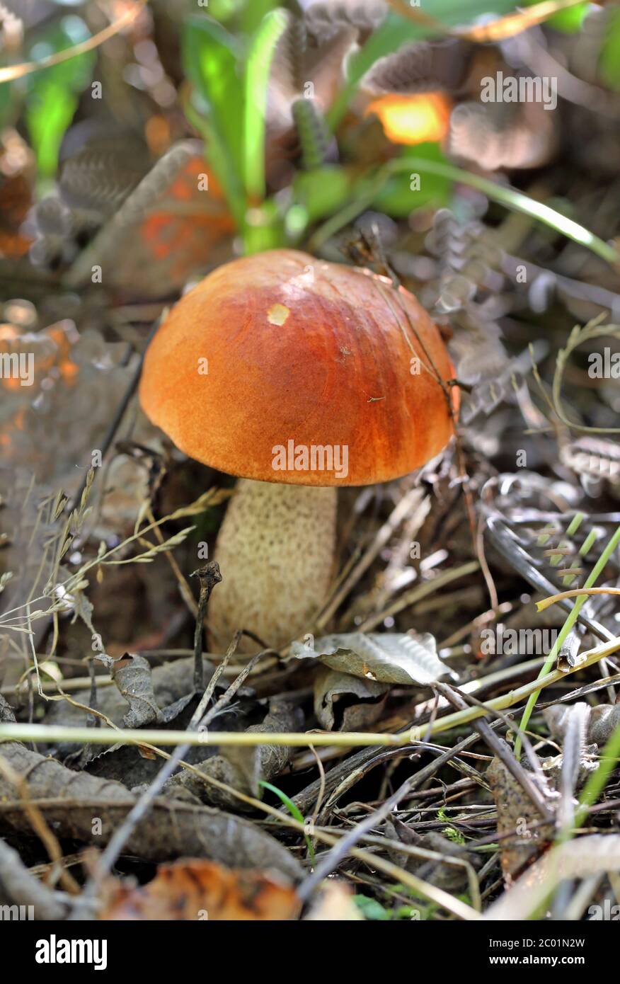 orange-cap boletus mushroom Stock Photo - Alamy