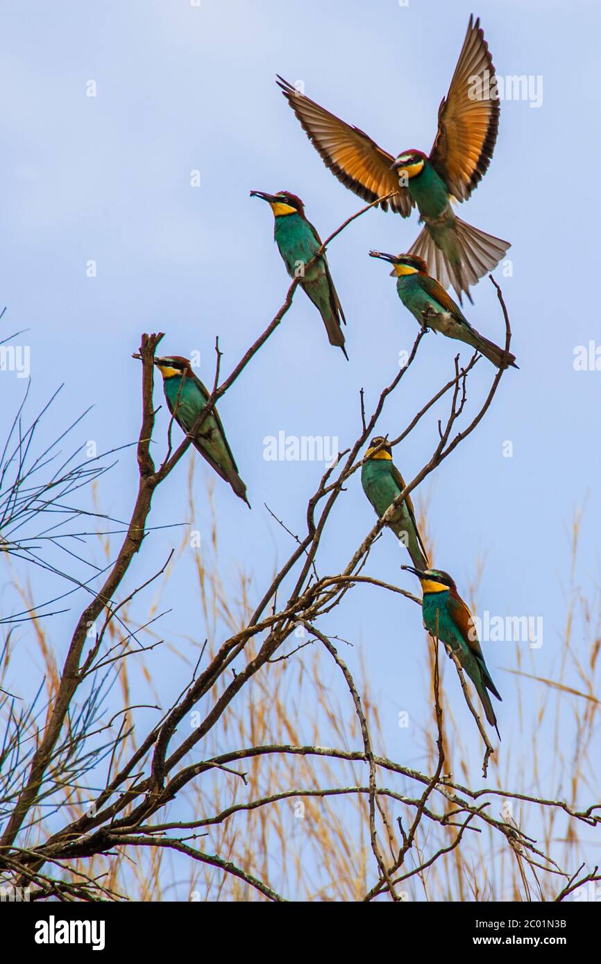 A flock of European bee-eater (Merops apiaster) with bees in the beaks ...