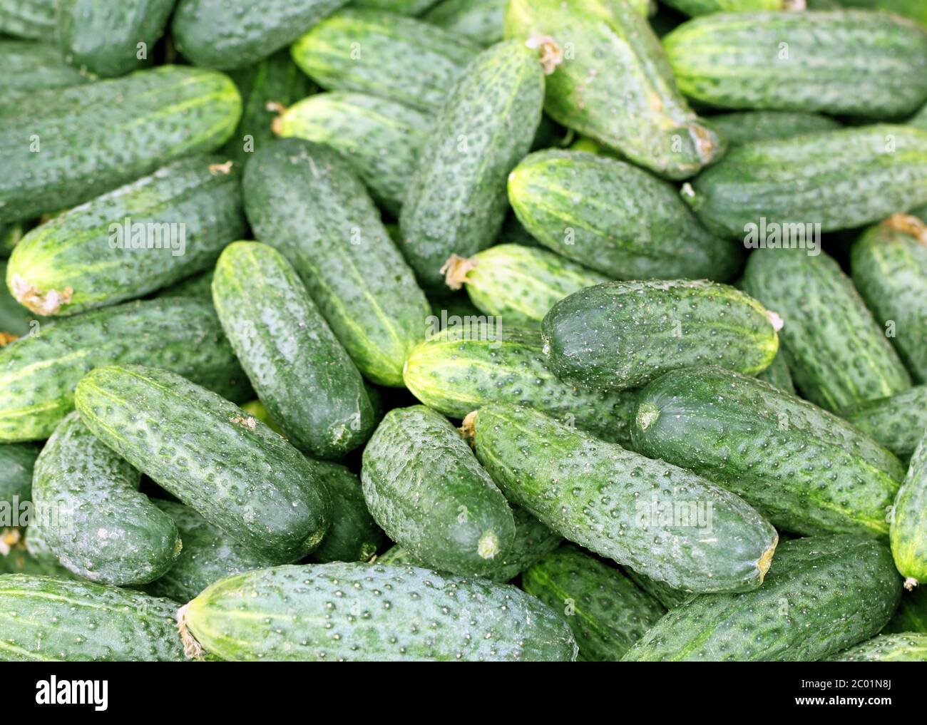 texture of the cucumber is photographed Stock Photo - Alamy