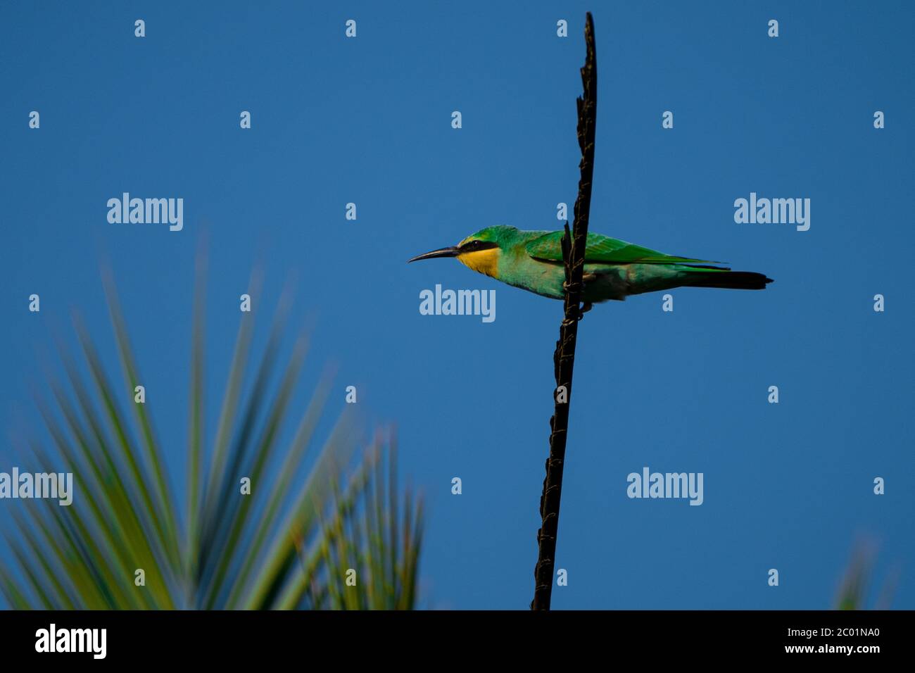 Blue-cheeked bee-eater (Merops persicus Stock Photo - Alamy