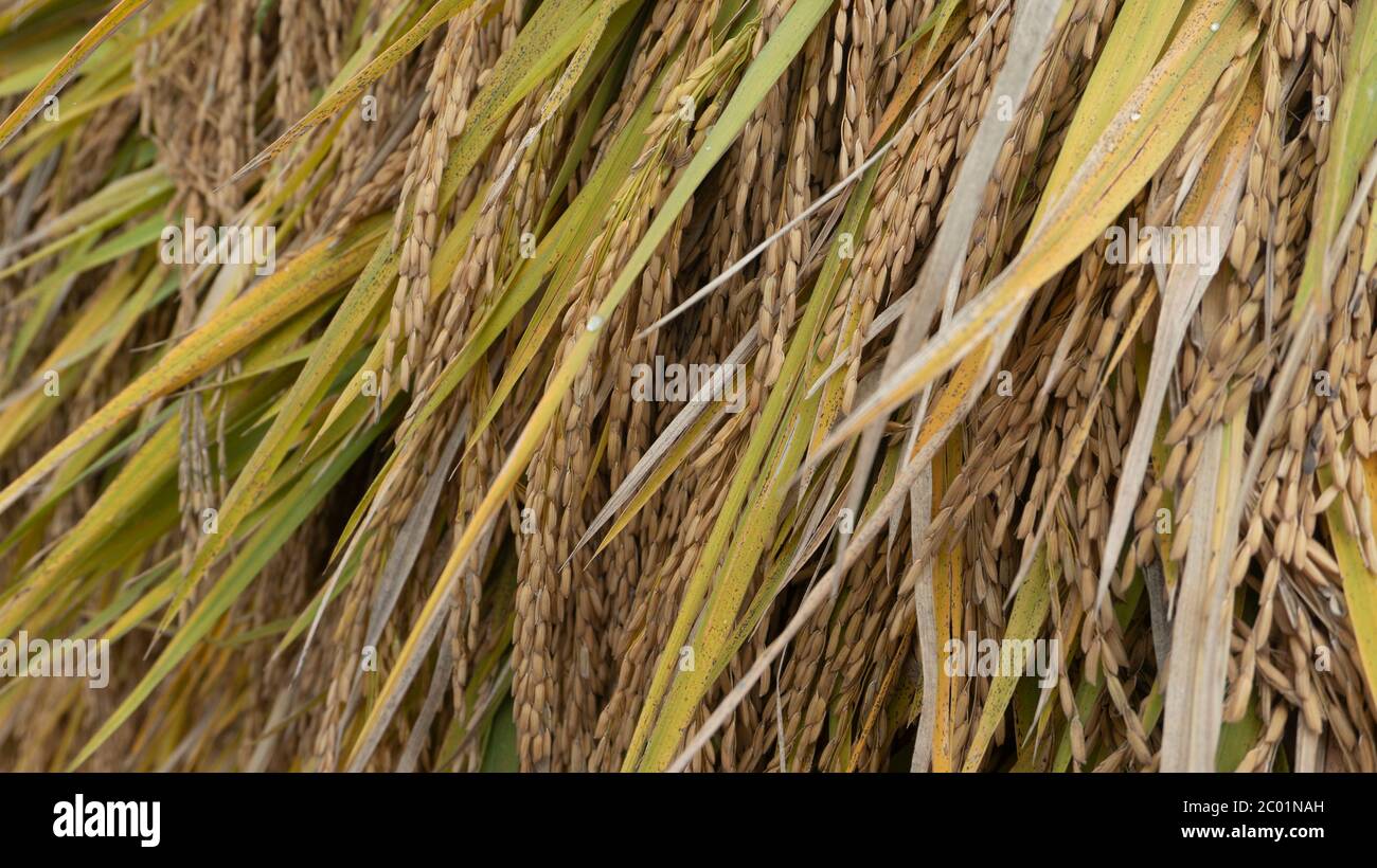 Pile of rice at harvest before being chopped to be brought to the place ...