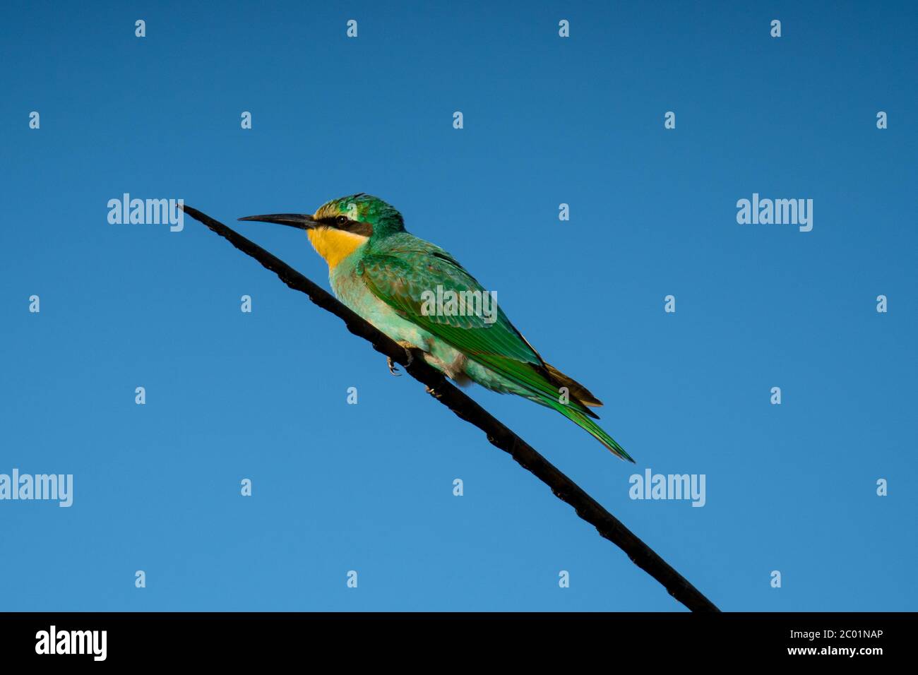 Blue-cheeked bee-eater (Merops persicus Stock Photo - Alamy