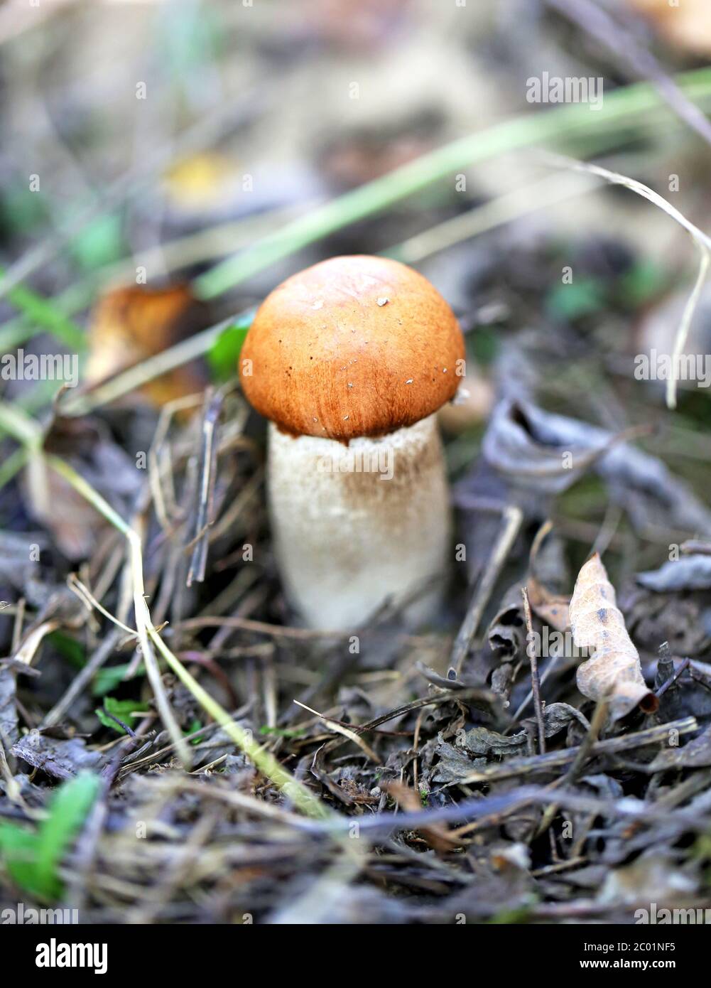 orange-cap boletus mushroom Stock Photo - Alamy