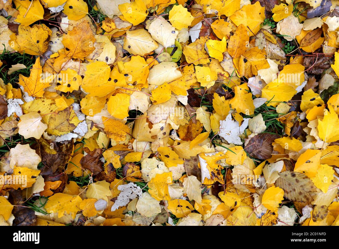 Yellow leaf Texture of yellow leaves Stock Photo - Alamy